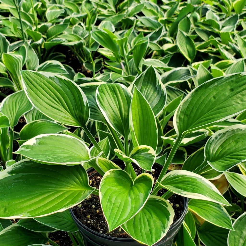 Hosta ‘Francee’ - Cavano's Perennials