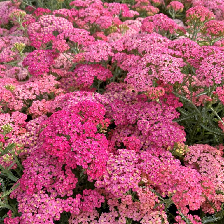 Perennials - Cavano's Perennials