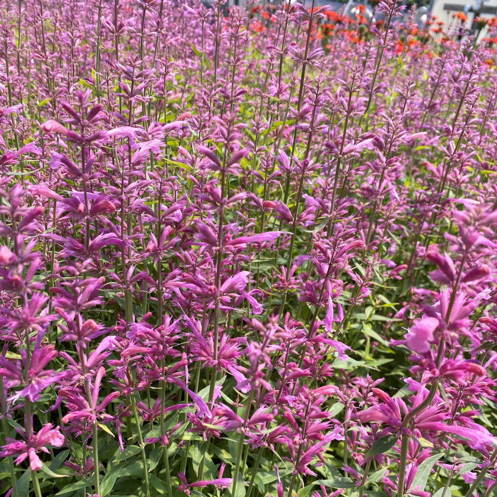 Agastache ‘Rosie Posie) 1gal - Cavano's Perennials