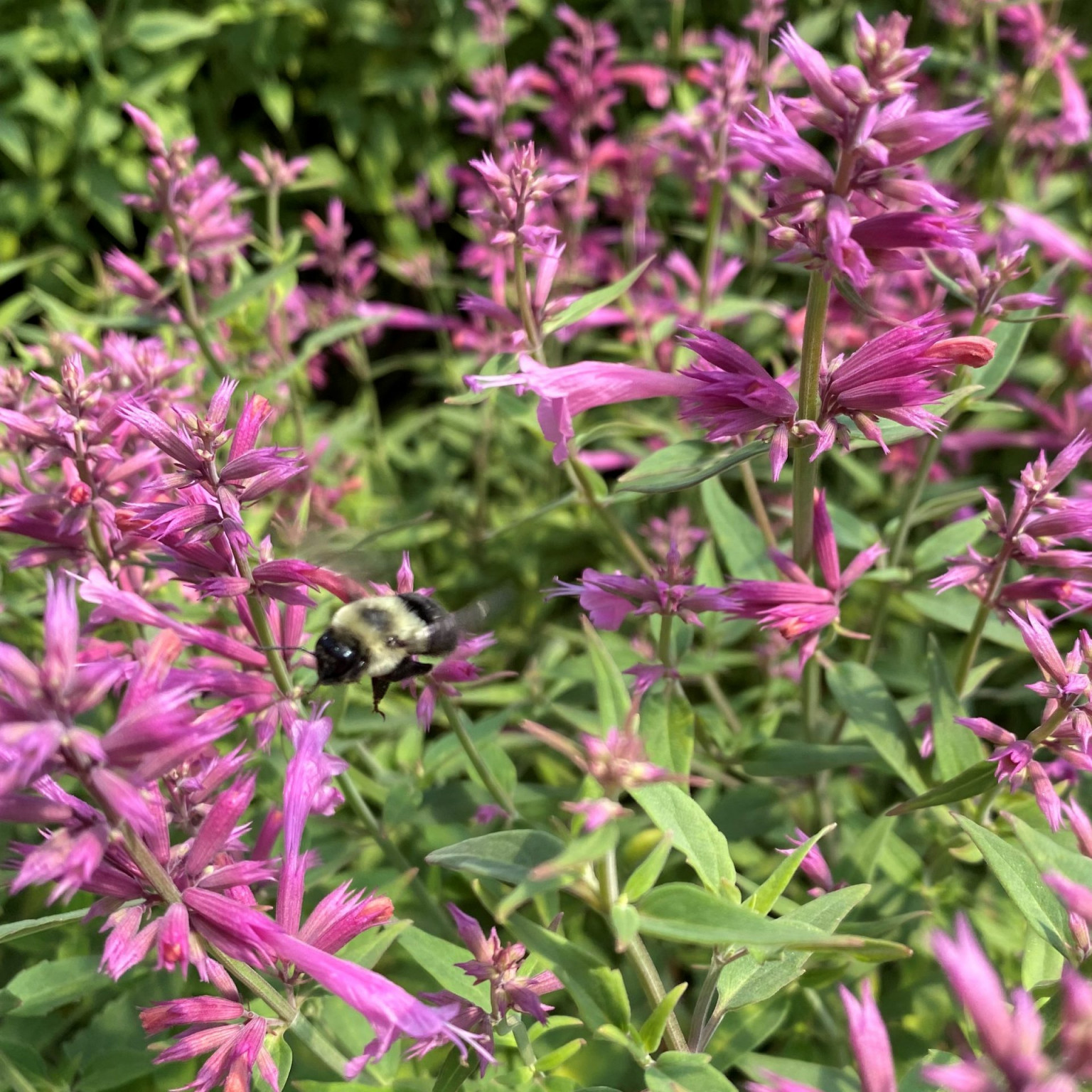 Agastache ‘Rosie Posie) 1gal - Cavano's Perennials