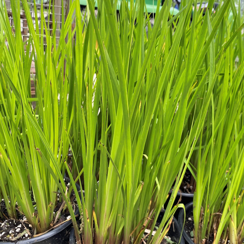 Acorus americanus (Sweet Flag) - Cavano's Perennials