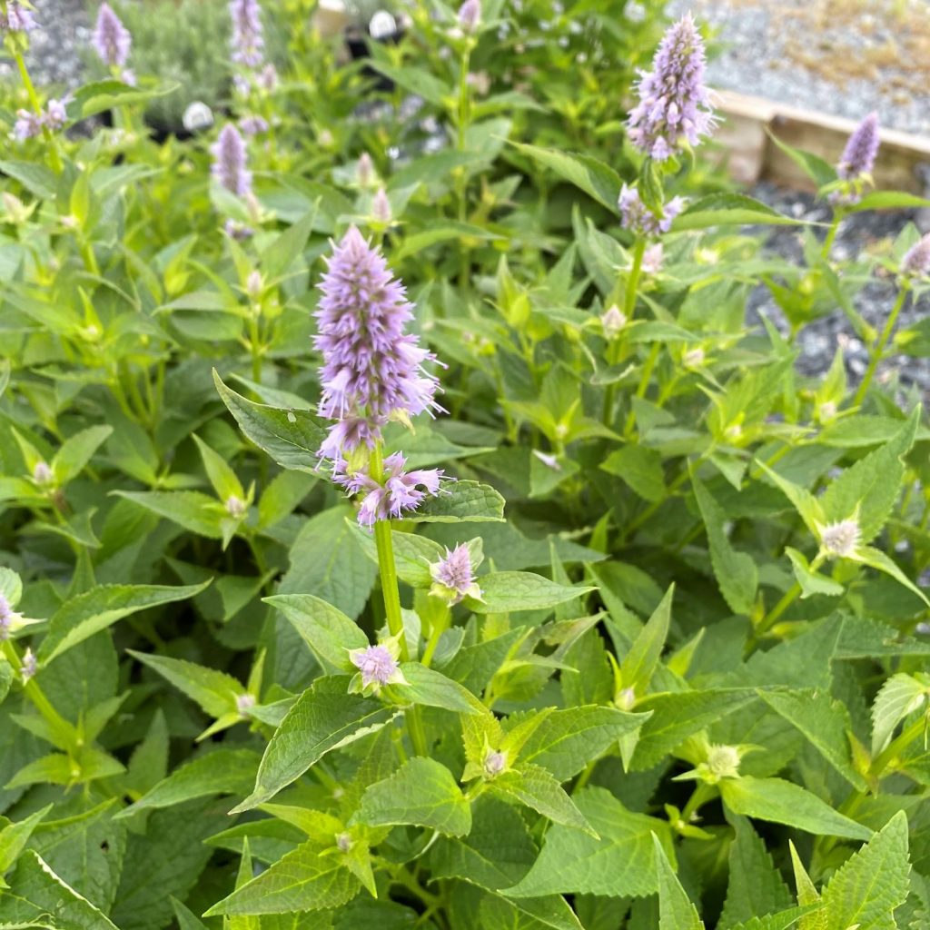 Agastache x ‘Blue Fortune’ (Anise Hyssop) - Cavano's Perennials