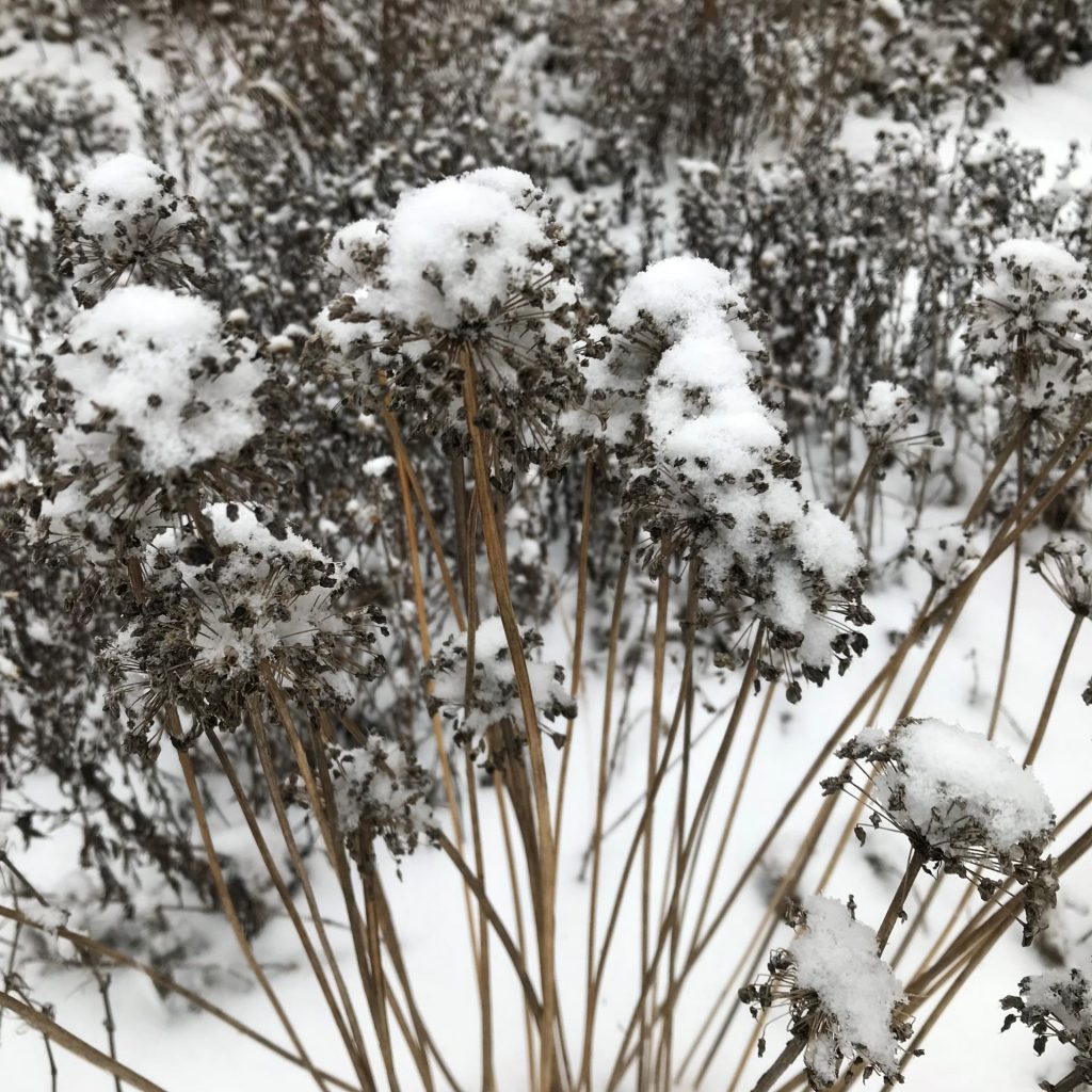 Allium x ‘Millenium’ (Ornamental Onion) - Cavano's Perennials