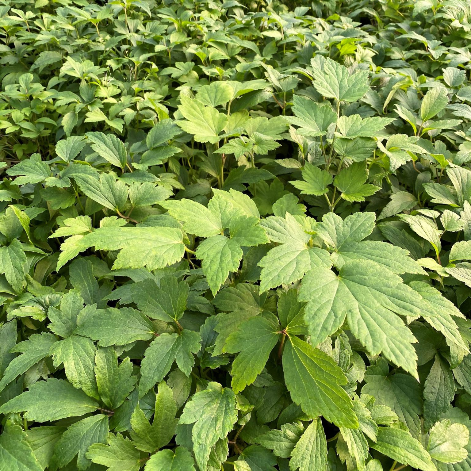 Anemone Fantasy™ ‘Red Riding Hood’ PPAF - Cavano’s Perennials