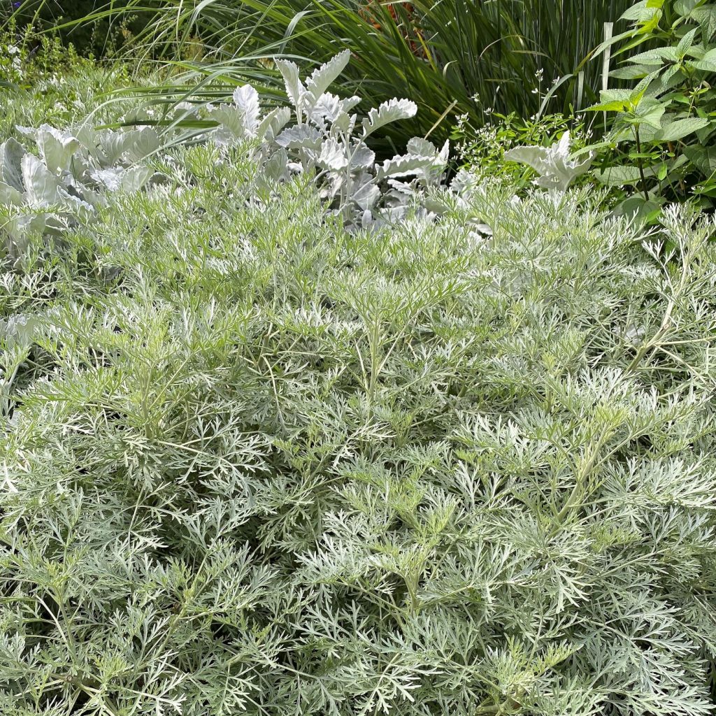 Artemisia ‘Powis Castle’ (Wormwood) - Cavano's Perennials