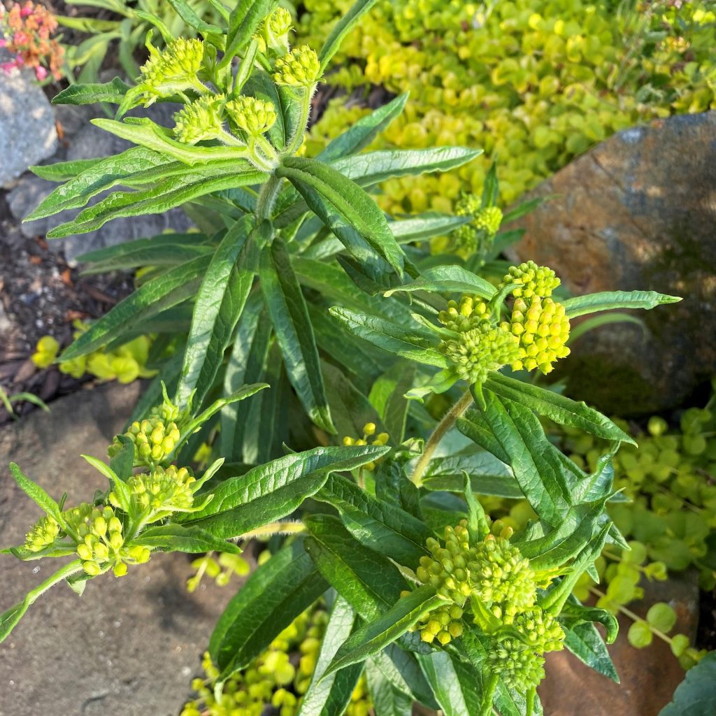 Asclepias ‘Hello Yellow’ (Butterfly Weed) - Cavano’s Perennials