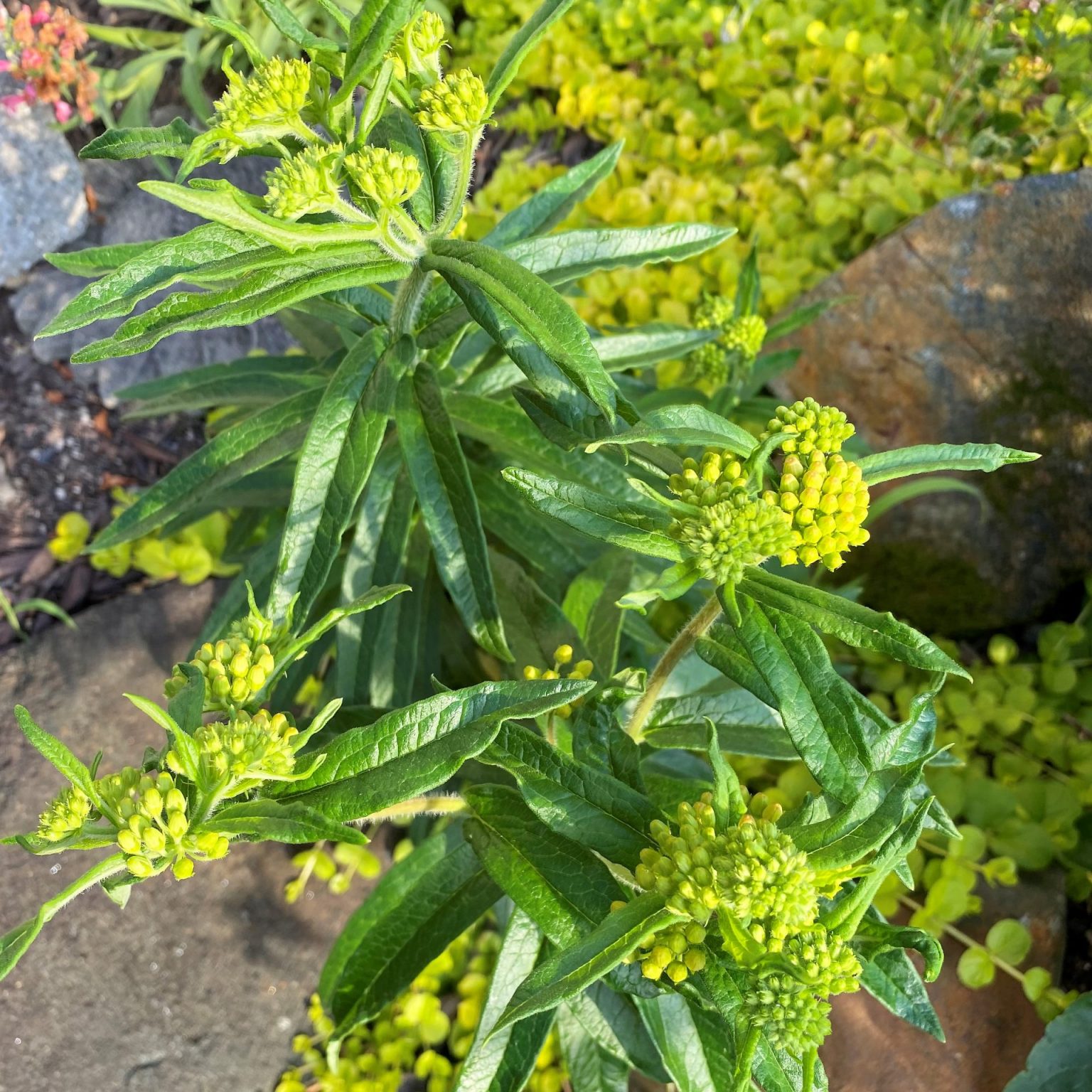 Asclepias ‘Hello Yellow’ (Butterfly Weed) - Cavano’s Perennials
