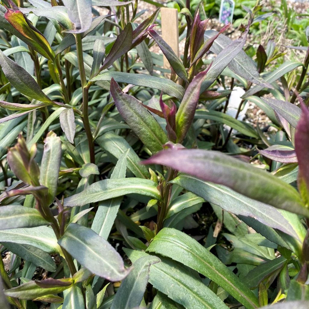 Aster lateriflorus ‘Lady in Black’ - Cavano's Perennials