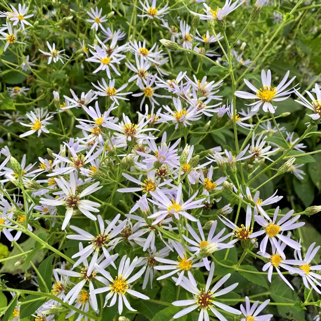 Aster macrophyllus ‘Twilight’ (Bigleaf Aster) - Cavano's Perennials