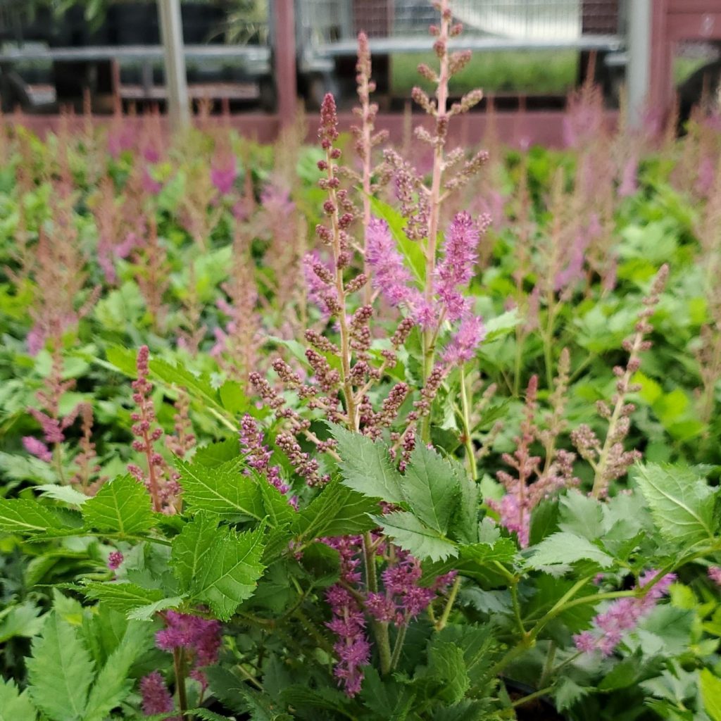 Astilbe chinensis ‘Visions’ - Cavano's Perennials