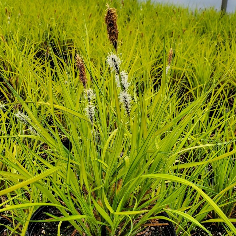 Carex elata ‘Aurea’ (Bowles Golden Sedge) - Cavano’s Perennials