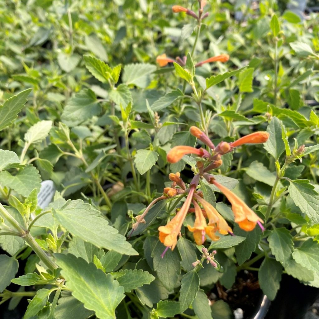 Agasta. ‘Kudos Mandarin’ (Hummingbird Mint) - Cavano’s Perennials