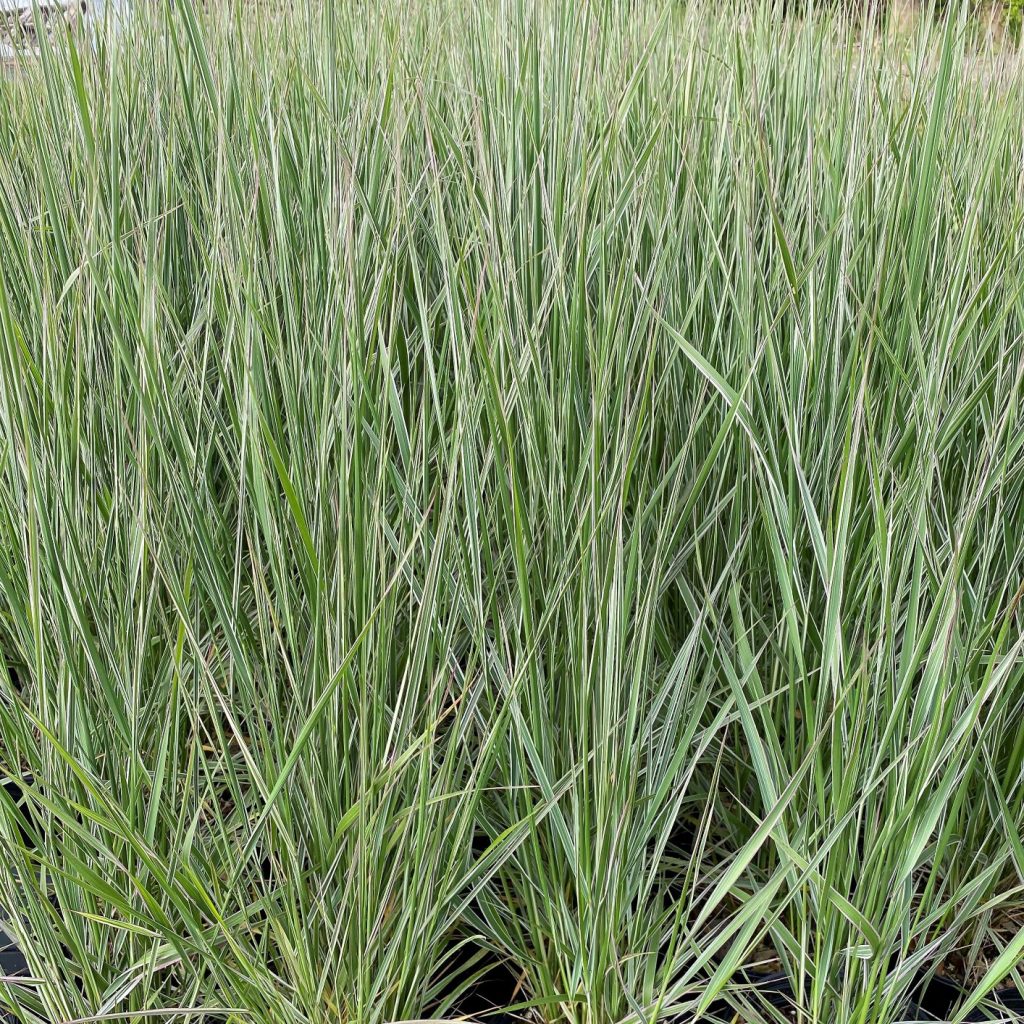 Grasses - Cavano's Perennials