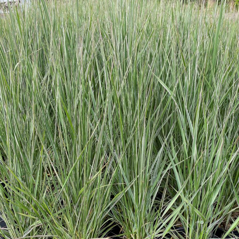 Grasses - Cavano's Perennials