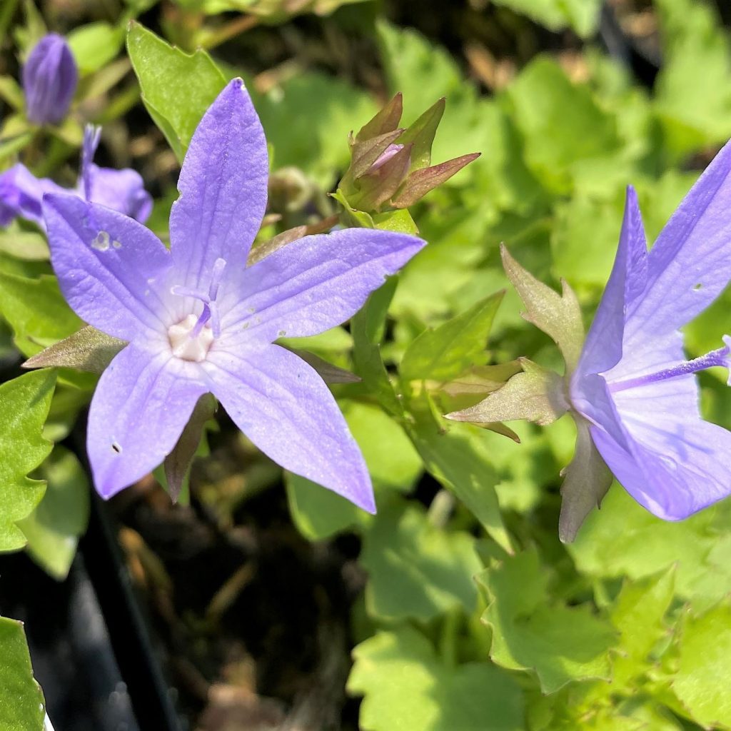 Campanula ‘Blue Waterfall’ (Bellflower) - Cavano's Perennials