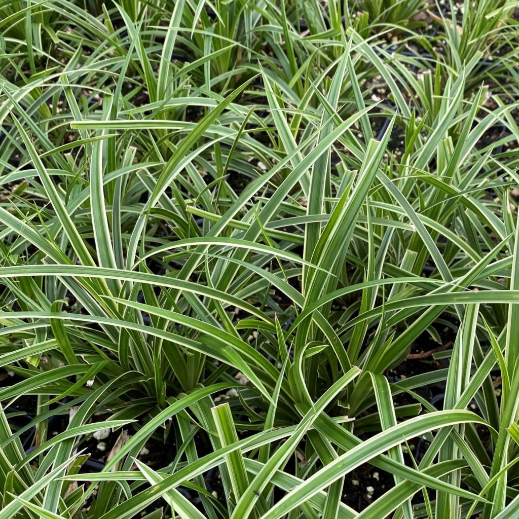 Carex morrowii ‘Ice Dance’ (Sedge) - Cavano’s Perennials