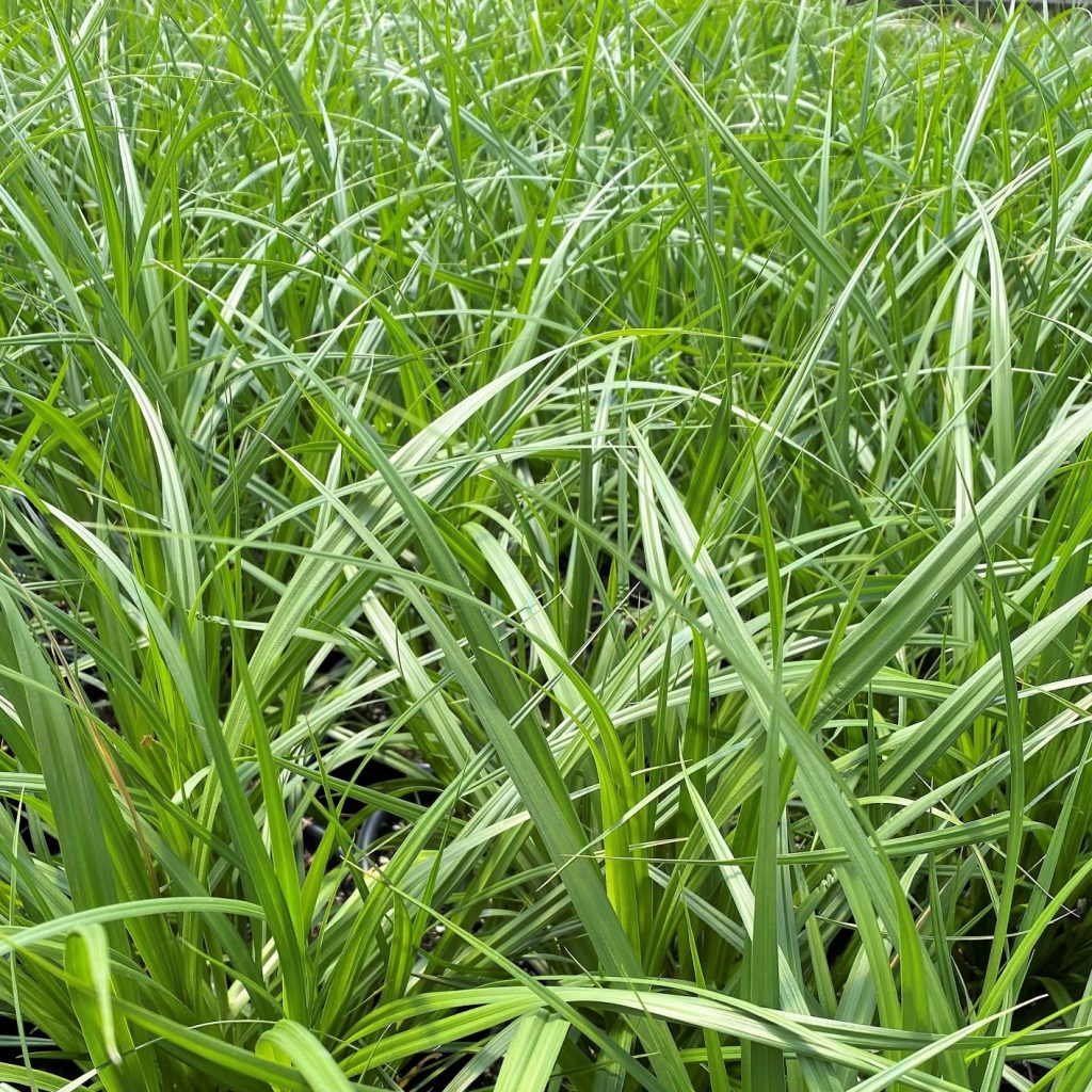 Carex comosa (Bristly Sedge) - Cavano's Perennials