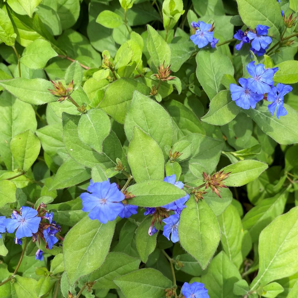 Ceratostigma plumbaginoides (Plumbago) - Cavano’s Perennials