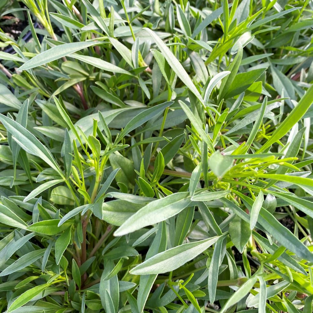 Coreopsis x ‘Mercury Rising’ (Tickseed) - Cavano’s Perennials