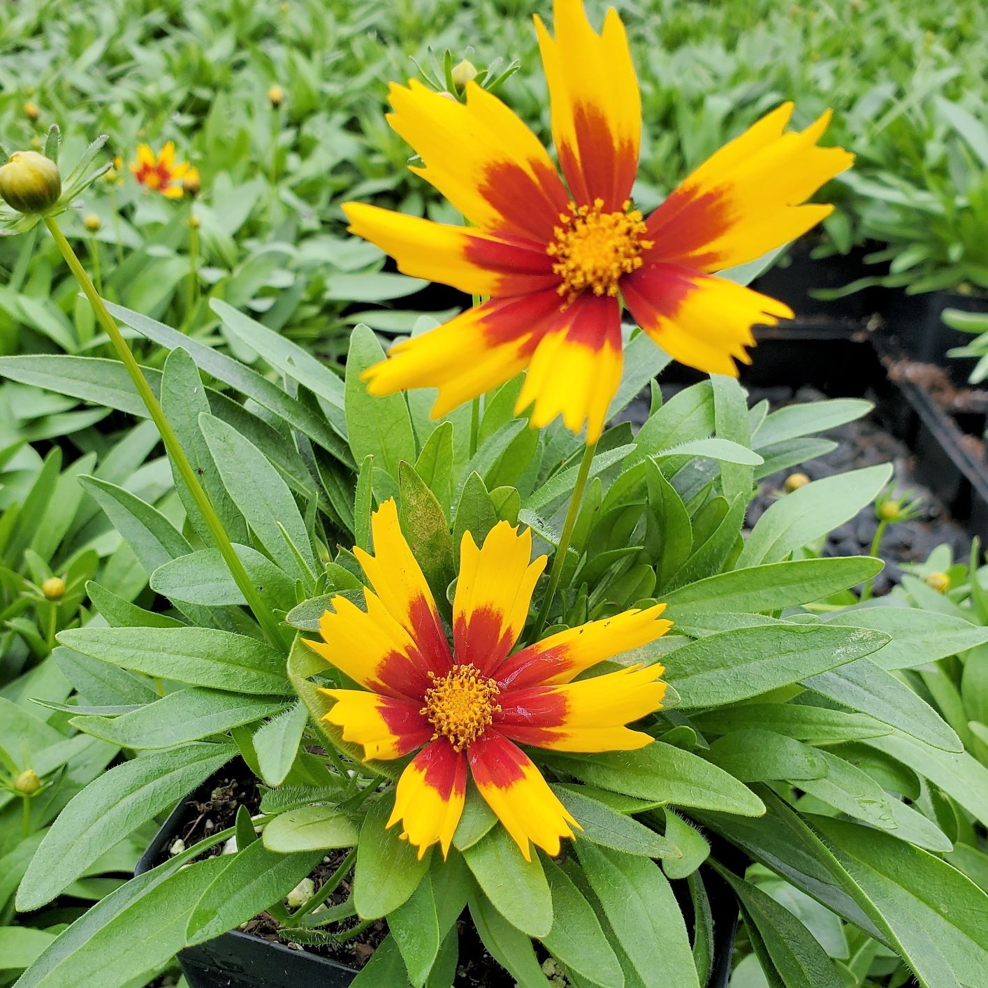 Coreopsis Gold and Bronze - Cavano's Perennials
