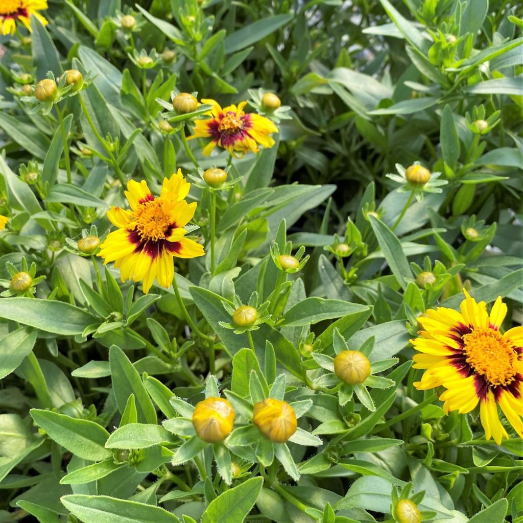 Coreopsis ‘Uptick Yellow and Red’ - Cavano's Perennials