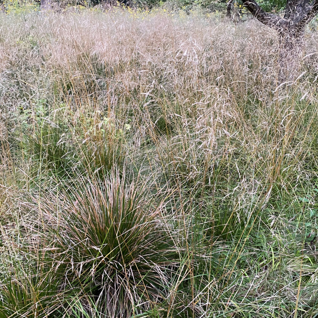Deschampsia cespitosa (Tufted Hair Grass) - Cavano’s Perennials