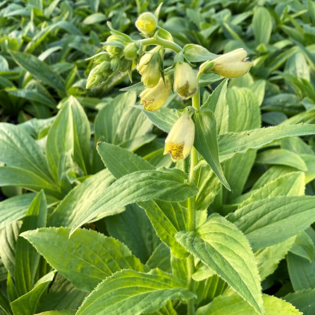Digitalis grandiflora (Yellow Foxglove) - Cavano’s Perennials