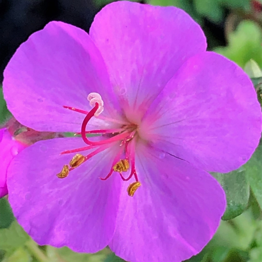 Geranium ‘Karmina’ (Crane’s Bill) - Cavano's Perennials
