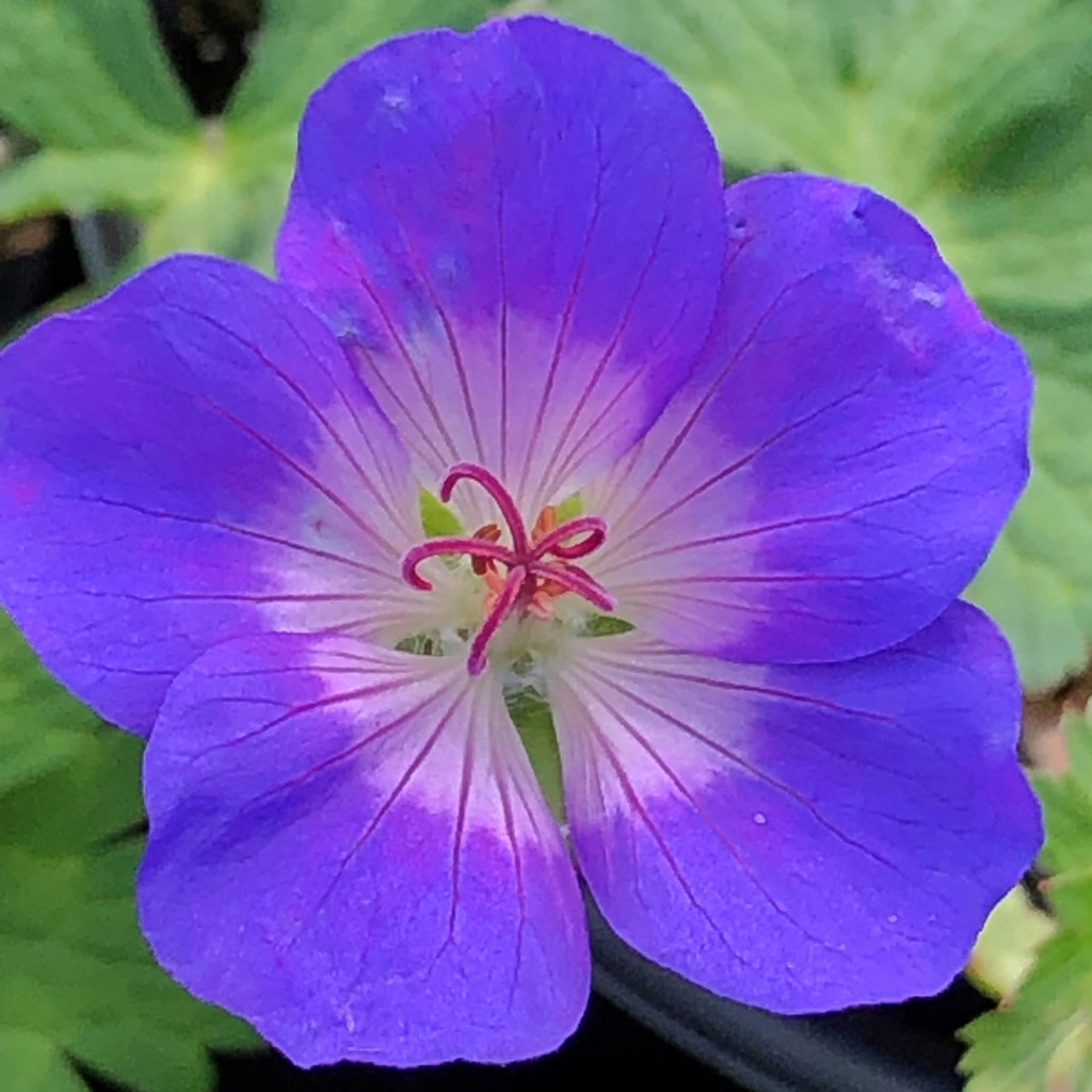 Geranium ‘Rozanne’ (Crane’s Bill) - Cavano's Perennials