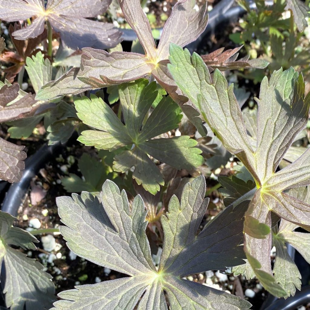 Geranium mac. ‘Espresso’ (Wild Geranium) - Cavano's Perennials