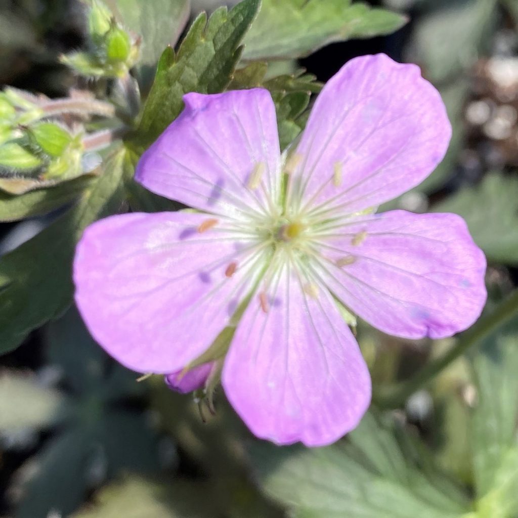 Geranium mac. ‘Espresso’ (Wild Geranium) - Cavano's Perennials