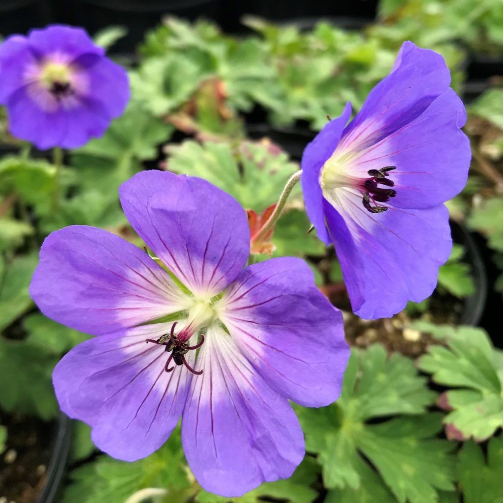 Geranium ‘Rozanne’ (Crane’s Bill) - Cavano's Perennials