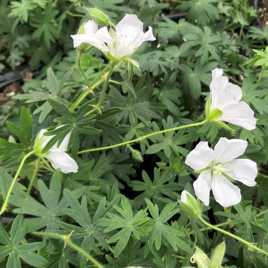 Geranium sanguineum ‘Album’ (Cranesbill) - Cavano's Perennials