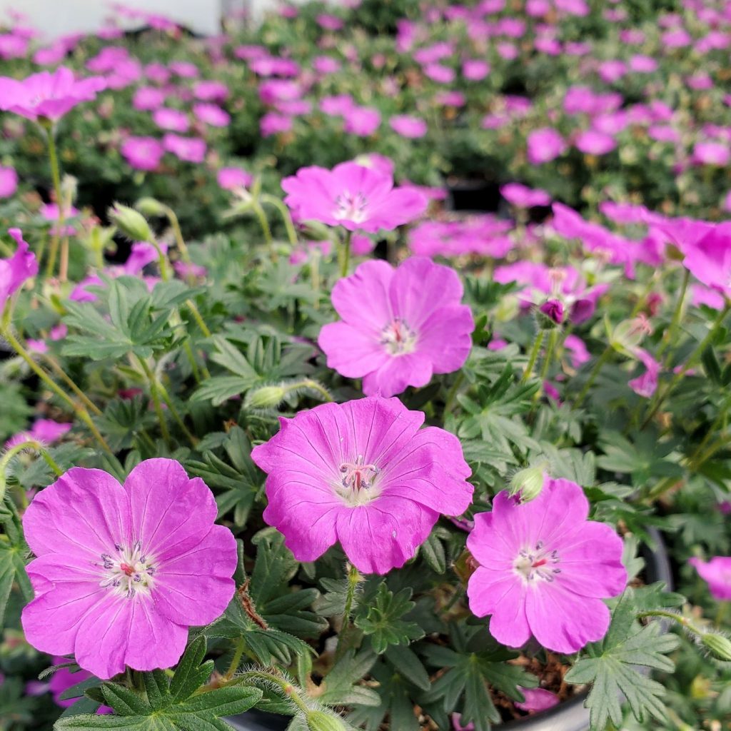 Geranium sanguineum ‘Max Frei’ (Cranesbill) - Cavano's Perennials