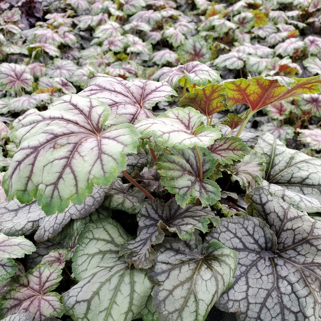 Green Spice Coral Bells