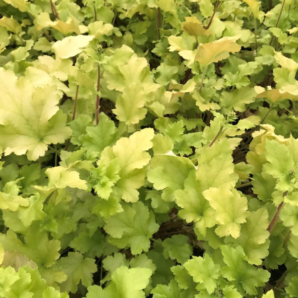 Heuchera ‘Lime Marmalade’ (Coral Bells) - Cavano's Perennials