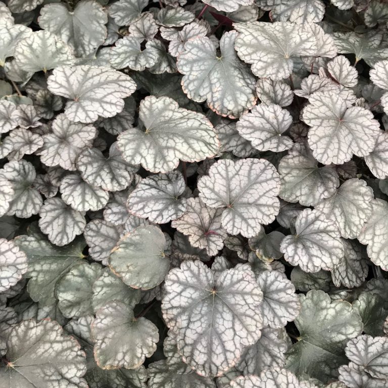 Heuchera ‘Silver Scrolls’ (Coral Bells) - Cavano’s Perennials