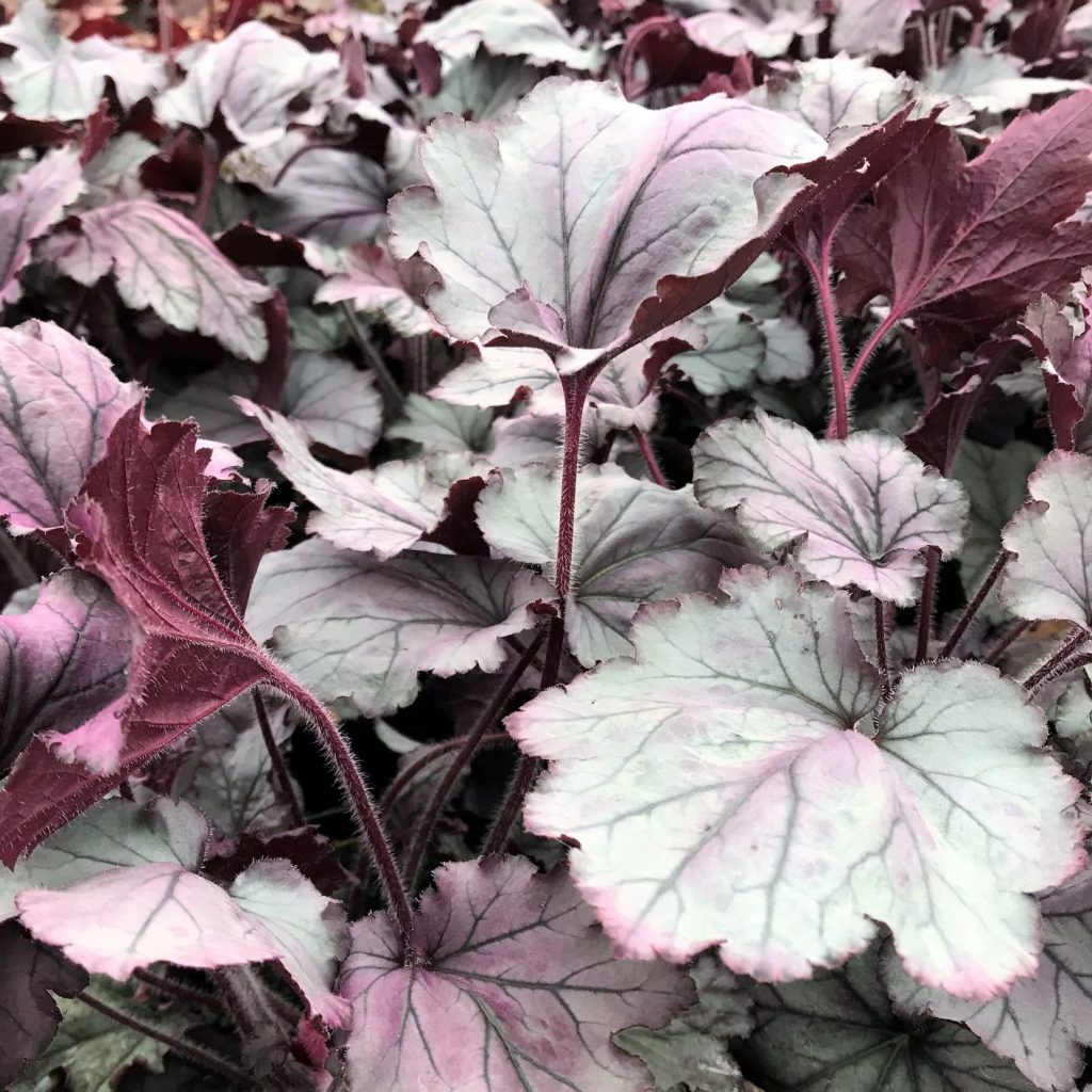 Heuchera ‘Spellbound’ (Coral Bells) - Cavano’s Perennials