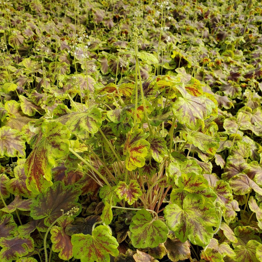 Heucherella ‘Solar Eclipse’ (Foamy Bells) - Cavano's Perennials