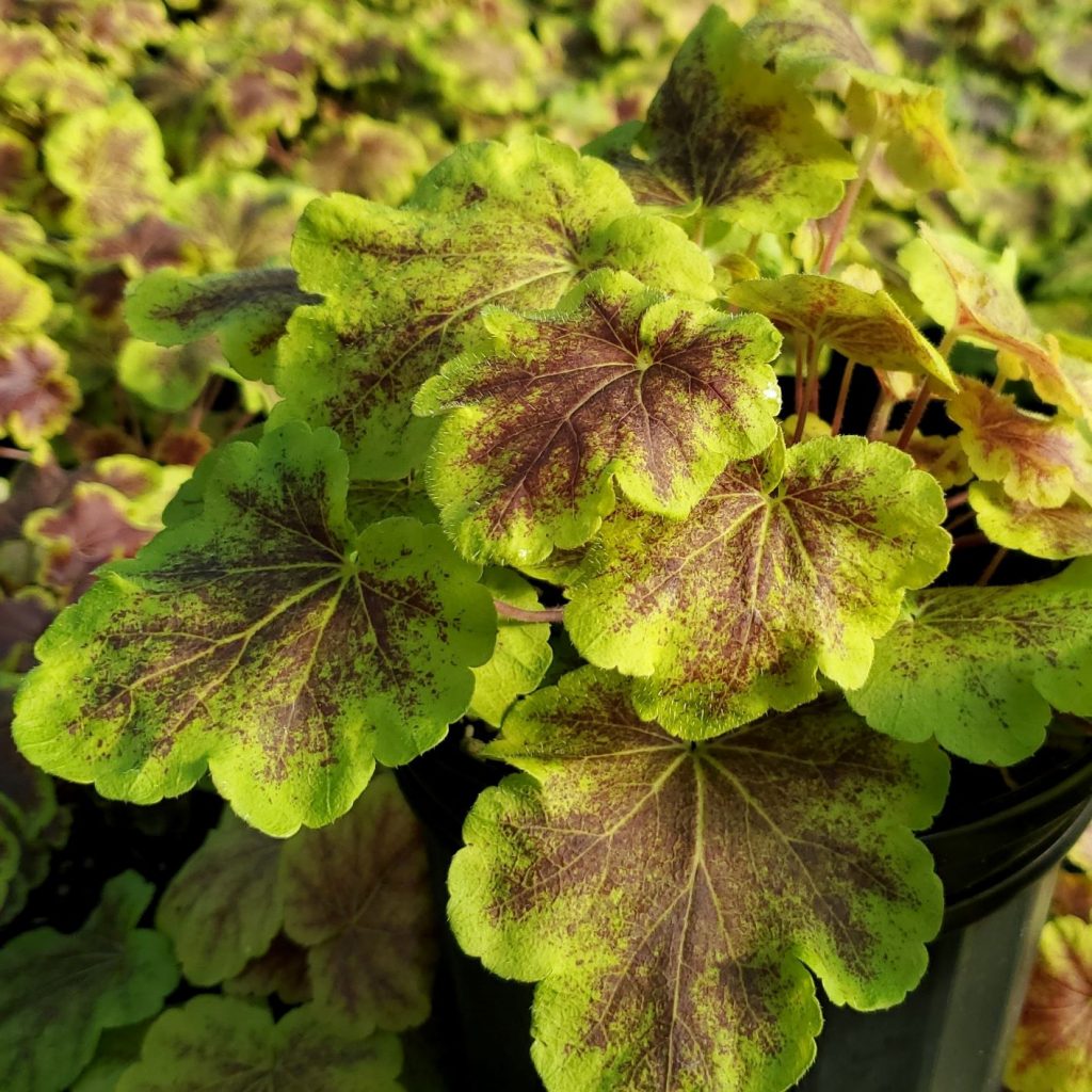 Heucherella ‘Solar Eclipse’ (Foamy Bells) - Cavano's Perennials