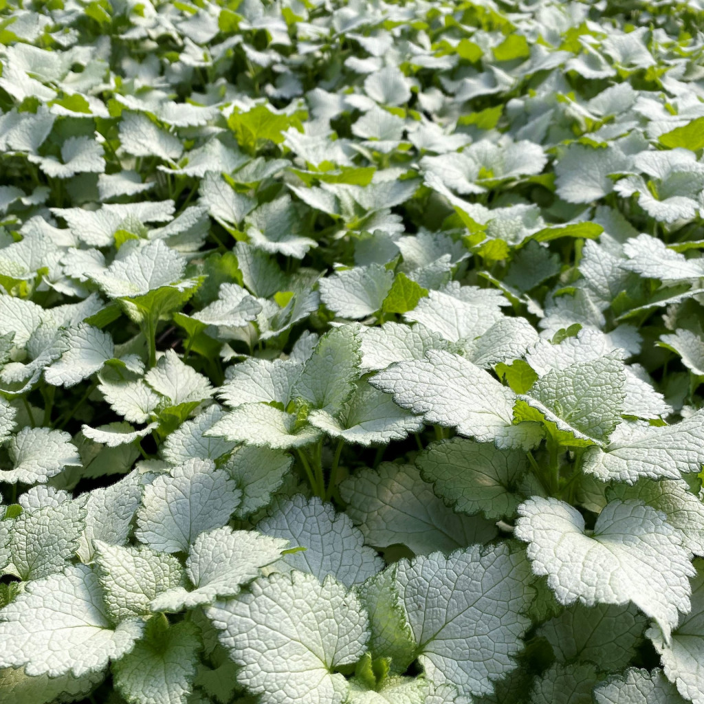 Lamium maculatum ‘Ghost’ (Dead Nettle) - Cavano's Perennials