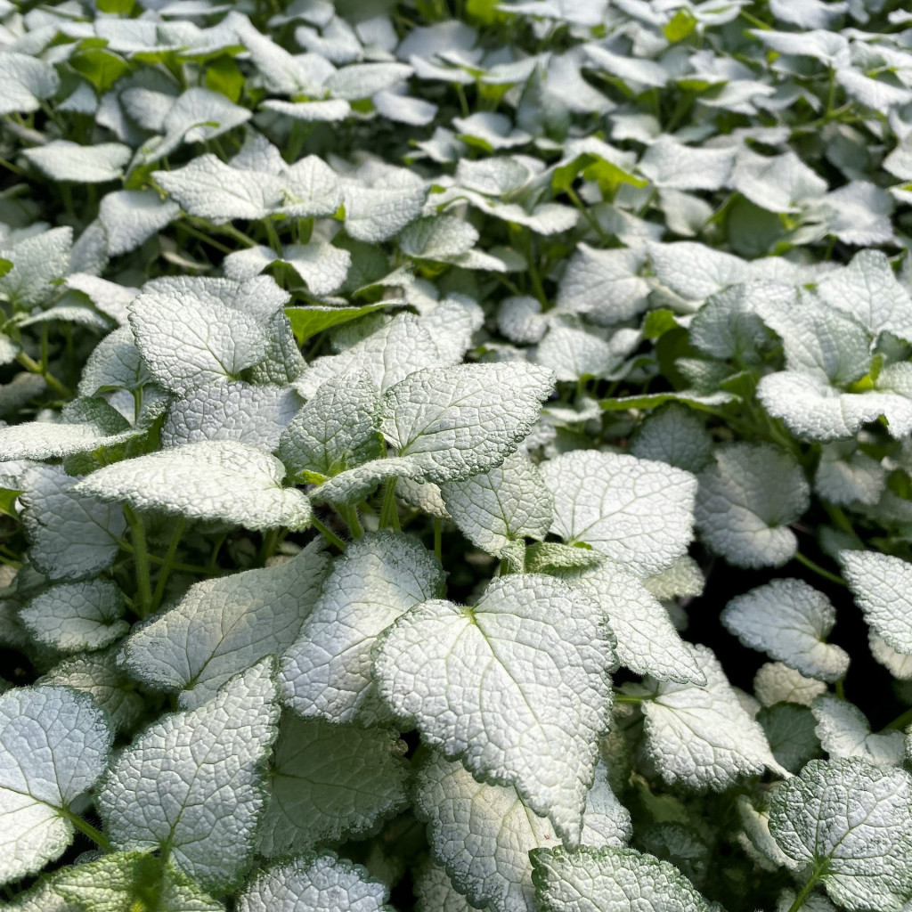 Lamium ‘Purple Dragon’ - Cavano’s Perennials