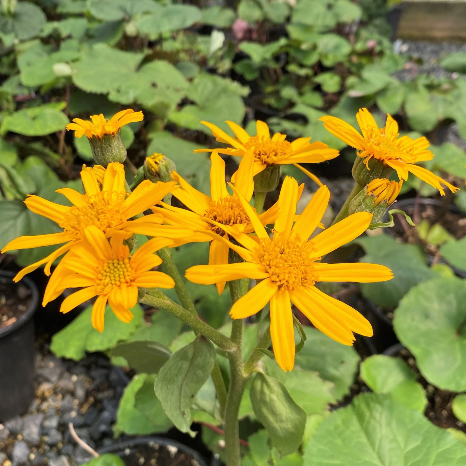 Ligularia ‘Desdemona’ (Leopard Plant) - Cavano’s Perennials