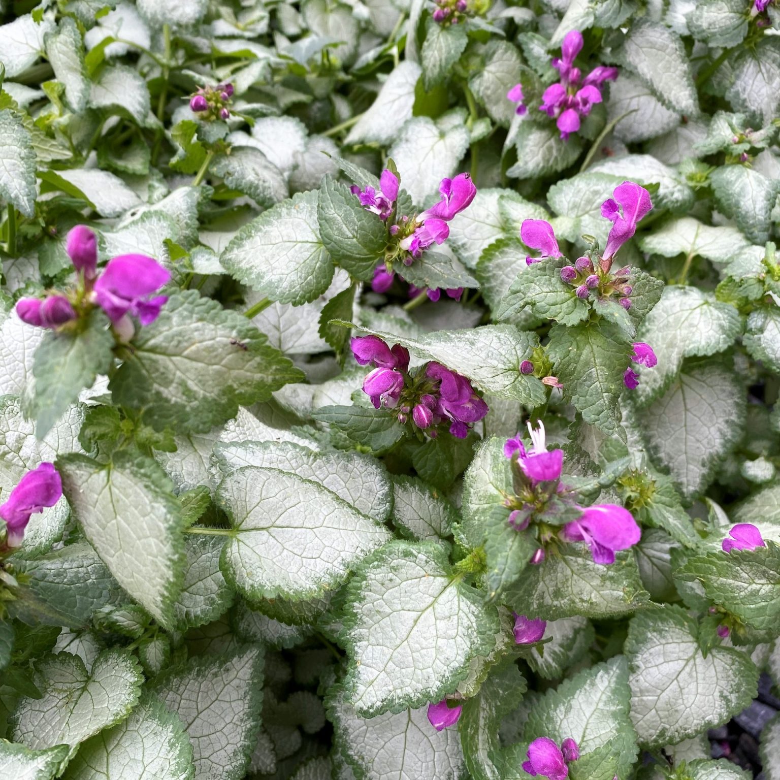Lamium ‘Purple Dragon’ - Cavano’s Perennials