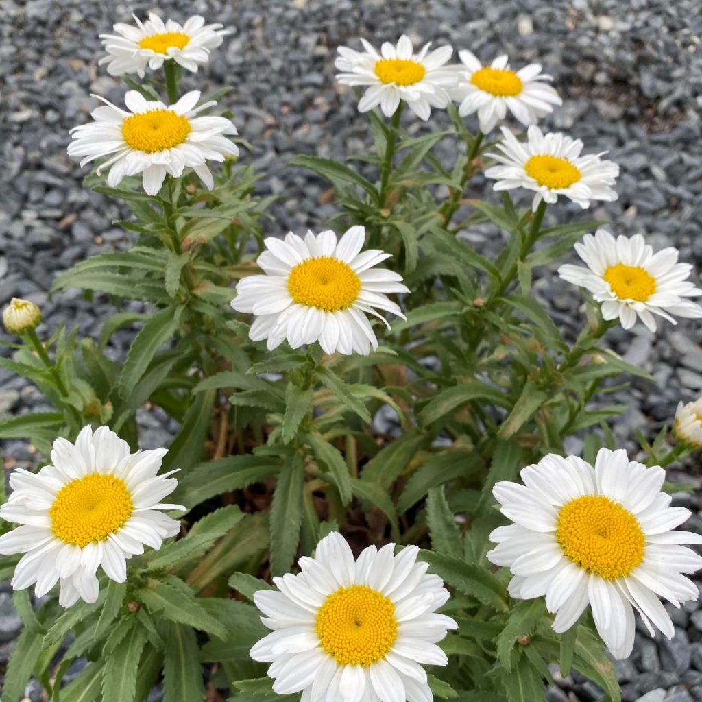 Leucanthemum ‘Snow Cap’ - Cavano's Perennials