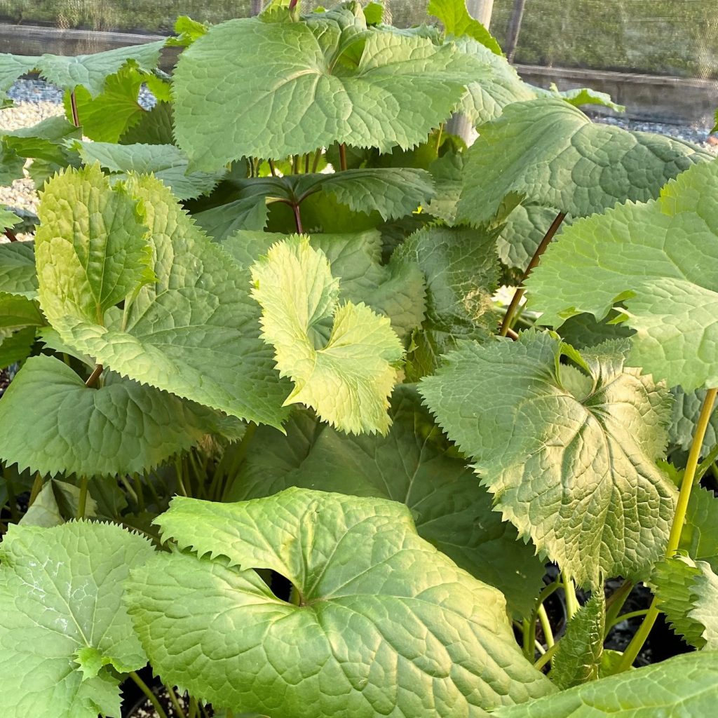 Ligularia ‘The Rocket’ (Leopard Plant) - Cavano’s Perennials
