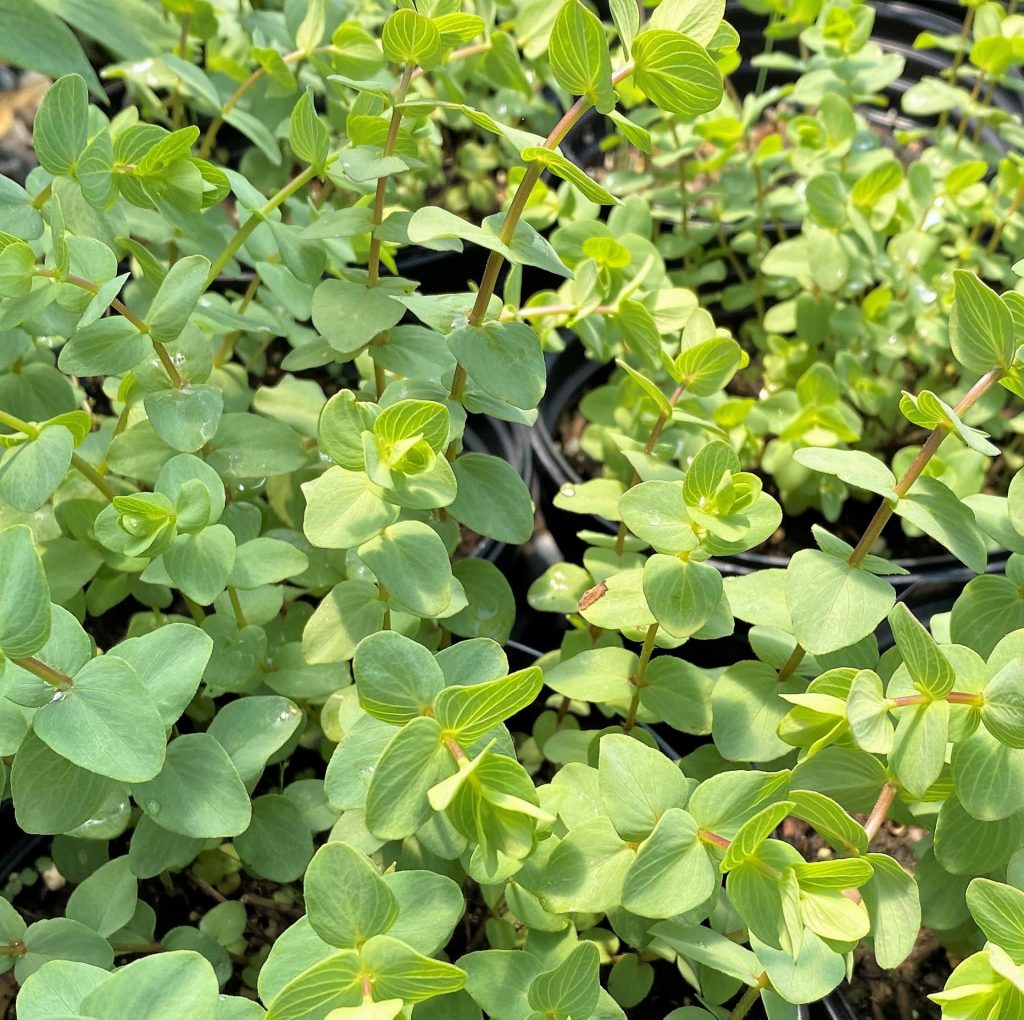 Origanum ‘Kent Beauty’ (Ornamental Oregano) - Cavano’s Perennials