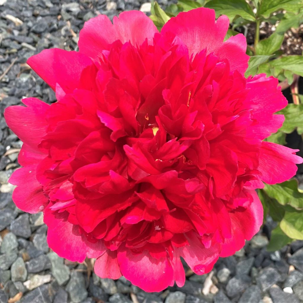 Paeonia ‘Many Happy Returns’ (Garden Peony) - Cavano's Perennials Paeonia ‘Many Happy Returns’ (Garden Peony) - Cavano's Perennials