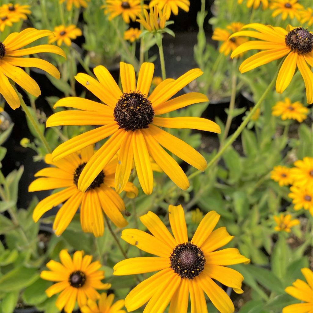 Rudbeckia Fulgida Var Deamii