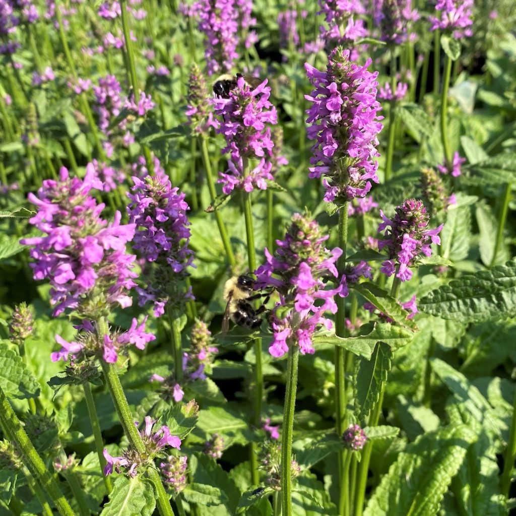 Stachys monieri ‘Hummelo’ (Betony) - Cavano's Perennials